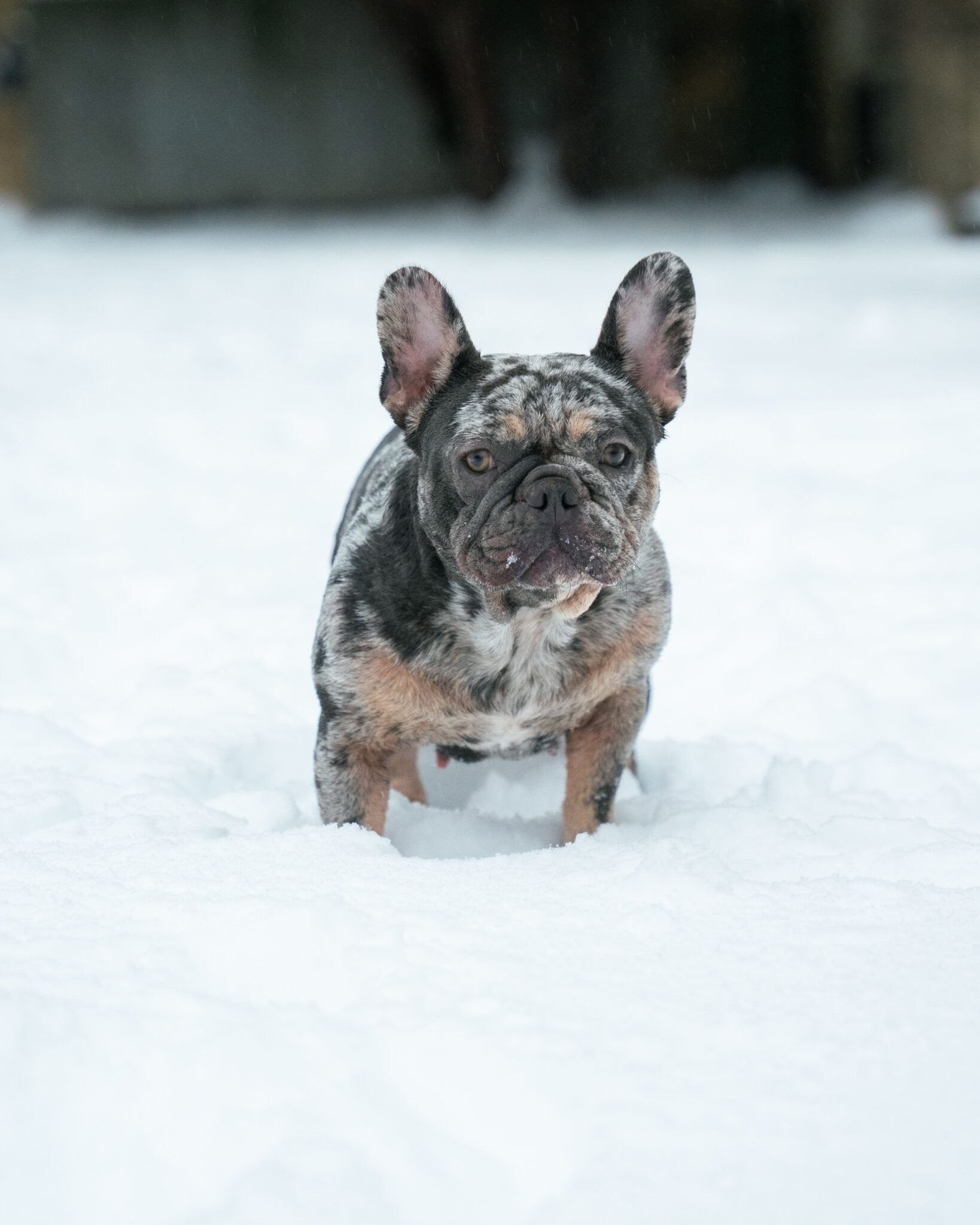 French Bulldog Colors Understanding The Difference - mypawesomefrenchie.com
